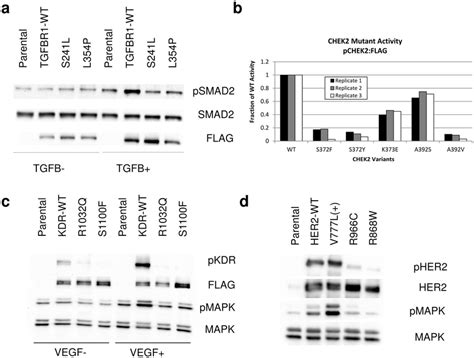 Functional Validation Of Mutations In Tgfbr1 Chek2 Kdrvegfr2 And