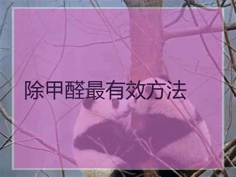 怎么快速去除甲醛最有效如何有效去除甲醛的方法 飞扬号