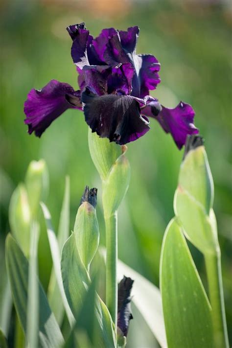 All About Iris