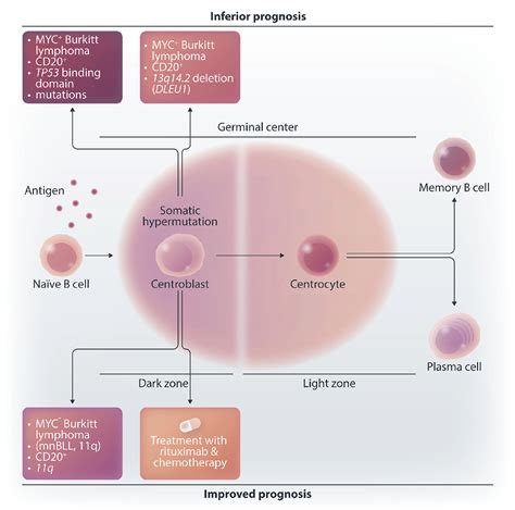 Tp53 Binding Domain Mutations Are Bad News In Burkitt Lymphoma Haematologica