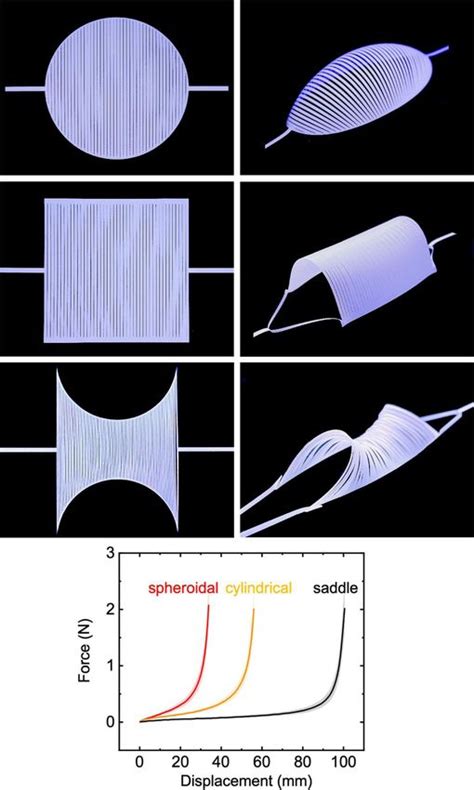 Boundary Curvature Guided Programmable Shape Morphing Kirigami Sheets