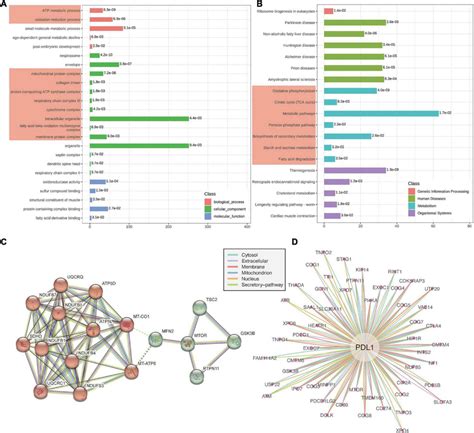 Protein Enrichment Analysis And Proteinprotein Interactions Ppis