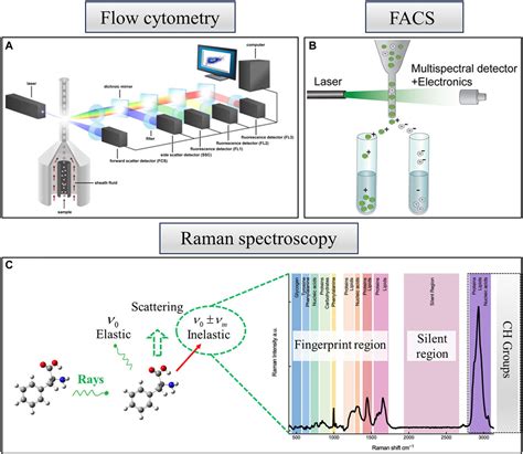 Frontiers Raman Cell Sorting For Single Cell Research