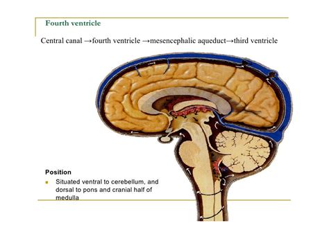 Fourth Ventricle