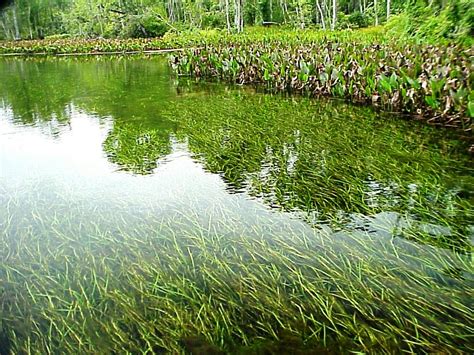 Managing Aquatic Plants In Farm Ponds Panhandle Agriculture