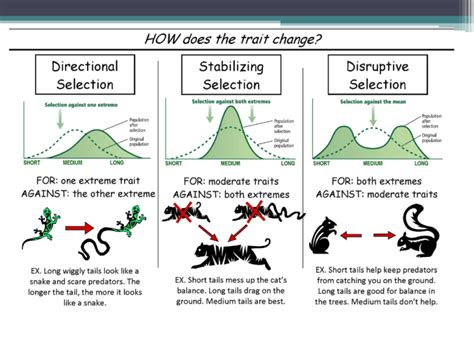 Evolution Natural And Sexual Selection Speciation Extinction