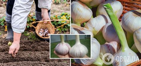 Як виростити великий часник чим підживлювати поради для городу Oboz Ua
