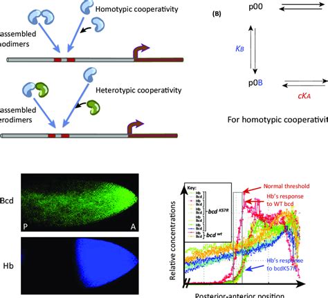 Specific Dna Recognition And Specific Transcriptional Response A