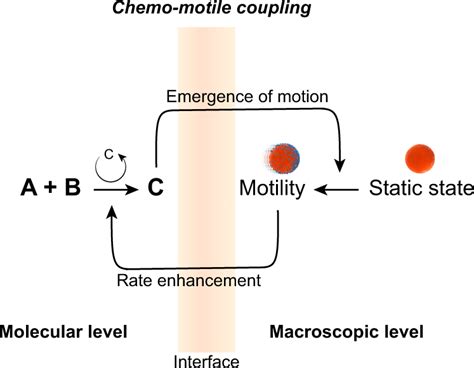 Reciprocal Coupling Between Motility And Chemistry Across Length