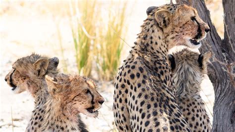 Ccf Blog Archives • Cheetah Conservation Fund