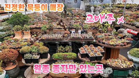 이쁜 묵둥이들 원종 종자가 무엇인지 다볼수 있는곳 자구번식 아가들 초창기종자 묵둥이 귀둥이 창 국민이 다육이 재희다육 달콤한총각다육 Youtube