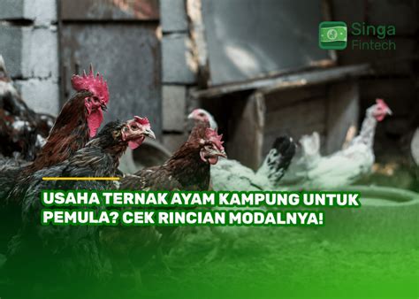 Usaha Ternak Ayam Kampung Untuk Pemula Cek Rincian Modalnya Singa