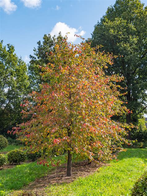 Tupelo Tree Logo