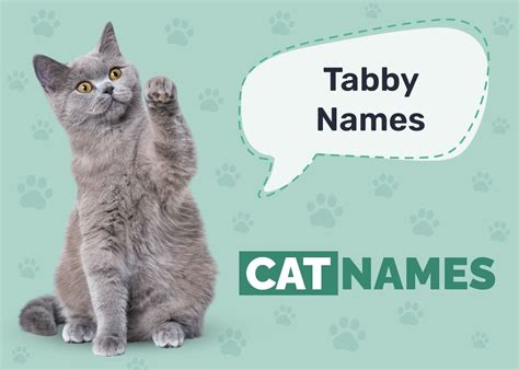 142 Grey Tabby Cat Names Youll Love Nnkhc