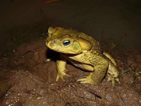 Sapo Cururu Rhinella Icterica Fauna Digital Do Rio Grande Do Sul