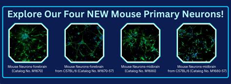 Expand Your Neuroscience Research With Primary Mouse Neurons Now