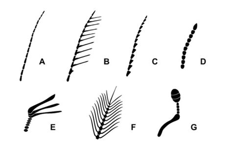 Coleoptera Flashcards Quizlet