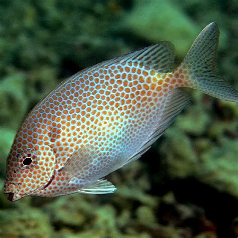 Gold Spotted Rabbitfish Siganus Punctatus