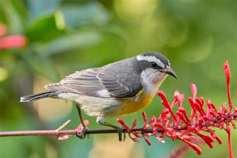 Ml627080324 Bananaquit Macaulay Library
