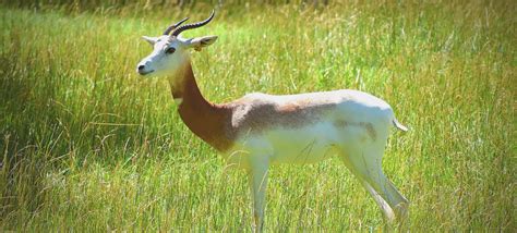 Definitive Guide To Slender Horned Gazelle Facts Habitat Conservation