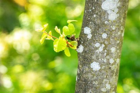 Solve I HAVE A RASH ON MY TRUNK Jigsaw Puzzle Online With 77 Pieces