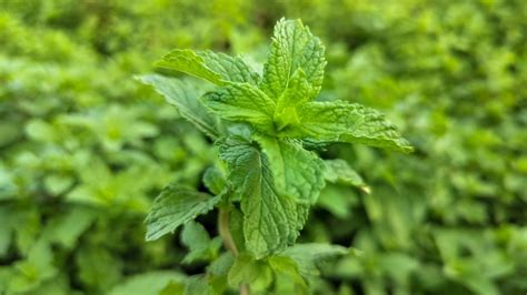 Pantry Items That Deter Pests From Your Patio