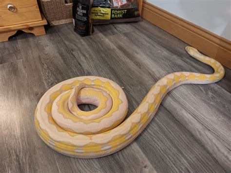 Purple Reticulated Python Morphs