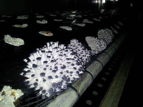 버섯 재배방법별 공정 균상재배 네이버 블로그