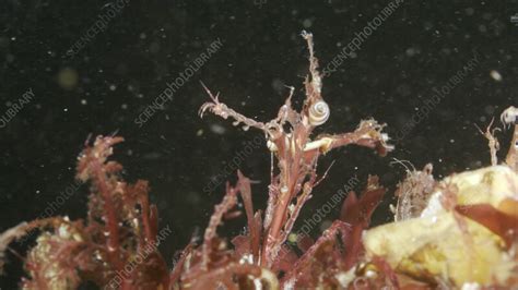 Skeleton Shrimp Feeding In Current White Sea Stock Video Clip K011