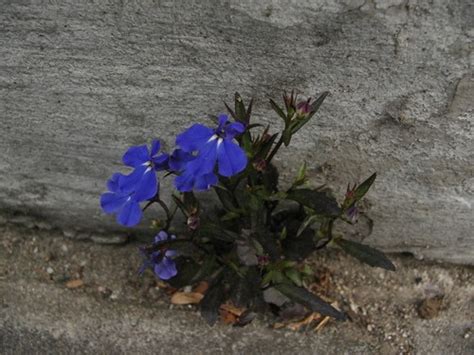 로벨리아 Lobelia Erinus Picturethis