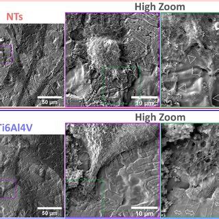 FE SEM Characterization Of The AThEC Morphology And Behavior After 4 H Of Download Scientific