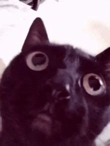 Cat Spazzing Out 