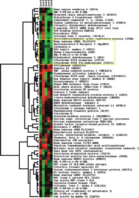 graphical representation of the hierarchical clustering analysis