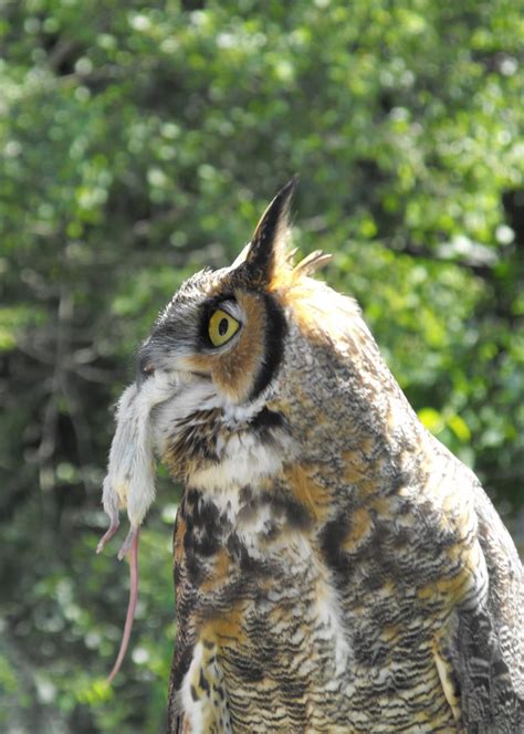 Great Horned Owl Eating