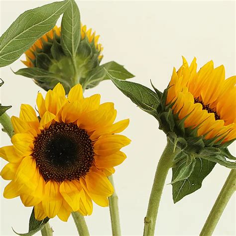 일반 해바라기 꽃말과 특징 Sunflower 꽃도감