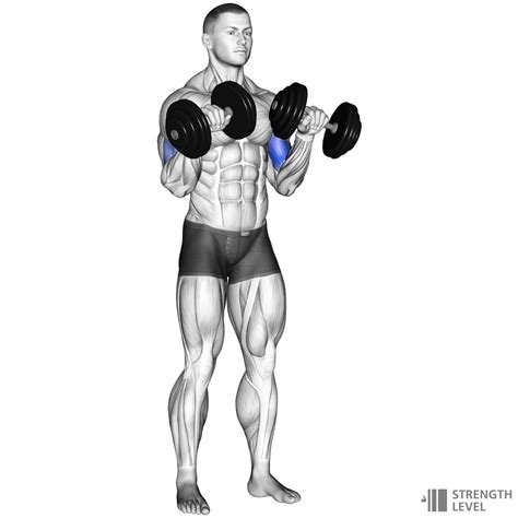 Zottman Curl Standards For Men And Women Lb Strength Level