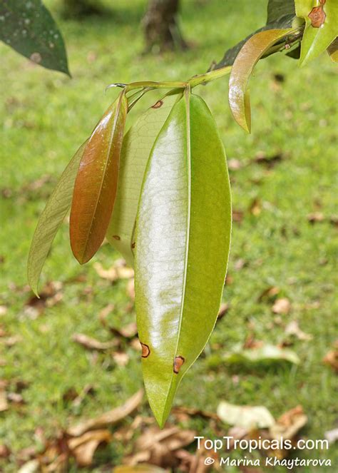 Adinandra Sp Adinandra Top Tropicals Plant Encyclopedia