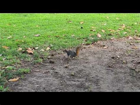 Squirrel At The Albert Winn Park 10 17 2024 Youtube