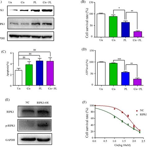 Pl Increased The Sensitivity Of Resistant Cells To Cisplatin By