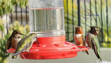 Hummingbird Migration In California Backyard Visitors
