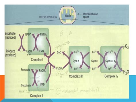 Biological Oxidation And Reduction Pptx