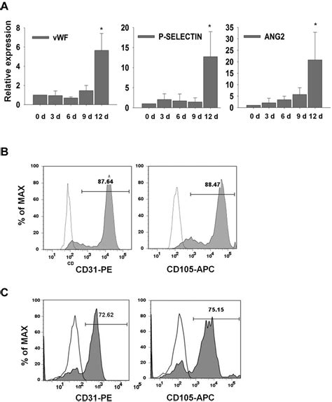 Expression Of Mature Endothelial Cell Markers A Relative Expression