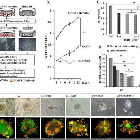 Schematic Presentation Of The Synthesis Of Sex Steroids By Specific Download Scientific Diagram