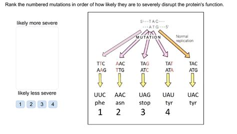 Solved Rank The Numbered Mutations In Order Of How Likely