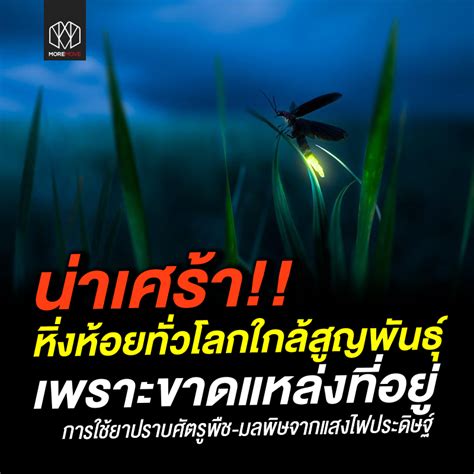 สรุปสั้นสั้น มอร์มูฟเป็นข่าว เสี่ยงสูญพันธุ์ หิ่งห้อยทั่วโลกกว่า 2 000 สปีชีส์กำลังเผชิญ