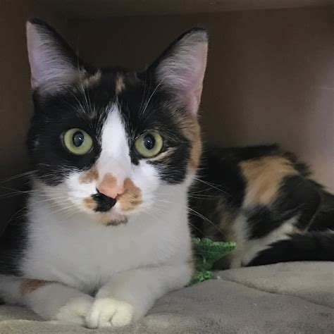 Genetics Female Calico Cat At Sara Swasey Blog
