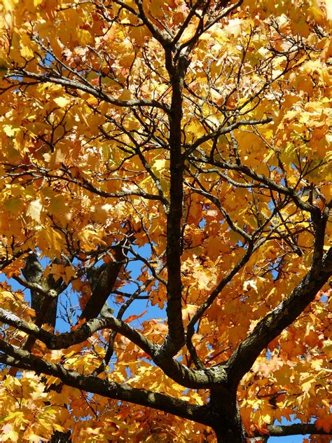 90 Free Norway Maple Autumn And Norway Maple Images Pixabay