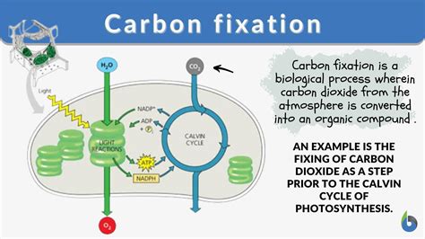 Carbon Cycle Steps In Order