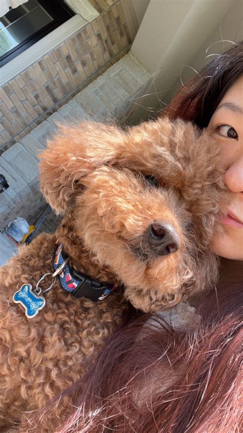 Teddy The 12 Year Old Mini Poodle R Poodles