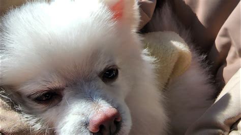 5월3일 금2종태성몰게인금무지 세트 인기만점 몰게인무지세트돌아왔습니다~ Youtube